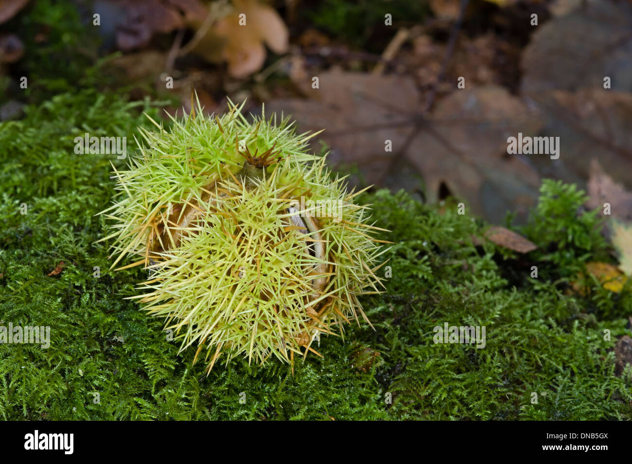 Spikey Chestnut Shell Stock Photo - Alamy