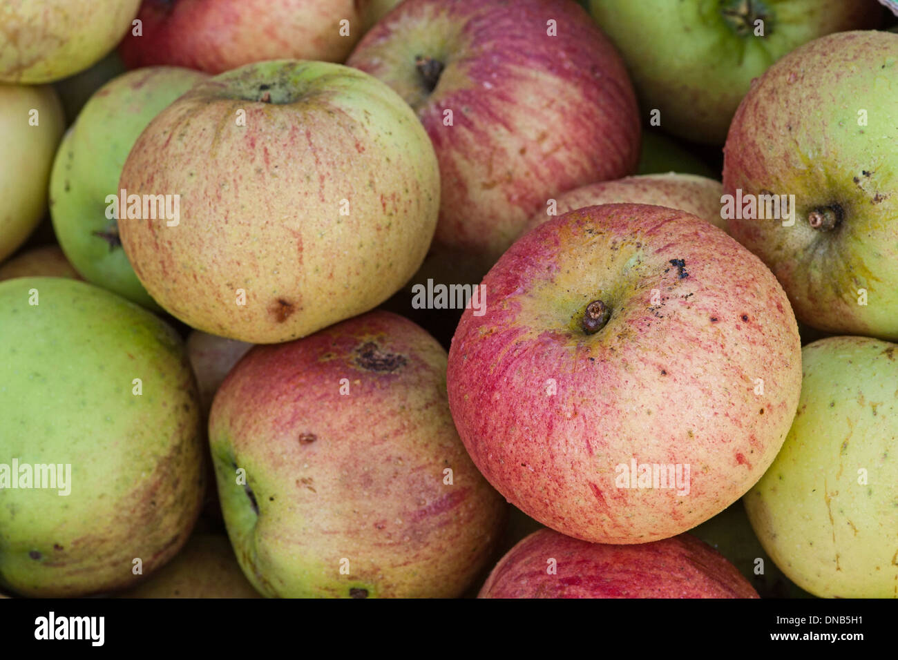 Windfalls High Resolution Stock Photography and Images - Alamy