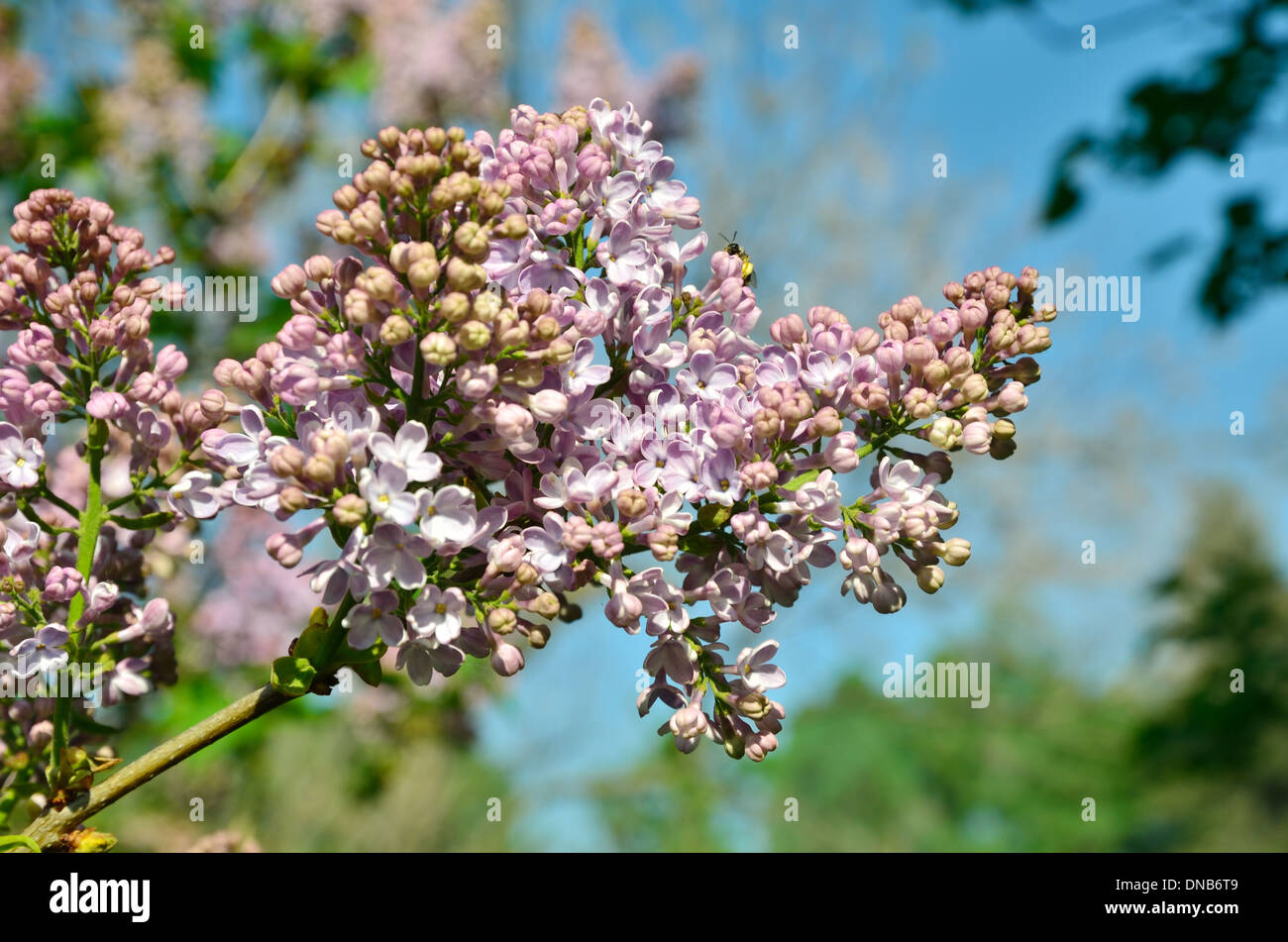 Panicle inflorescence hi-res stock photography and images - Alamy