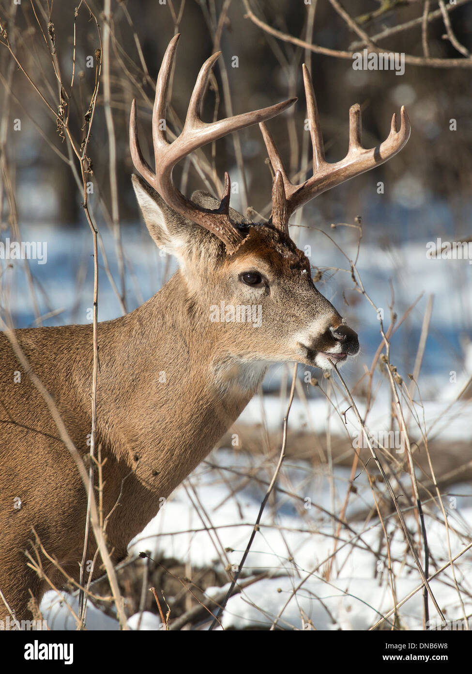 Wild trophy hi-res stock photography and images - Alamy