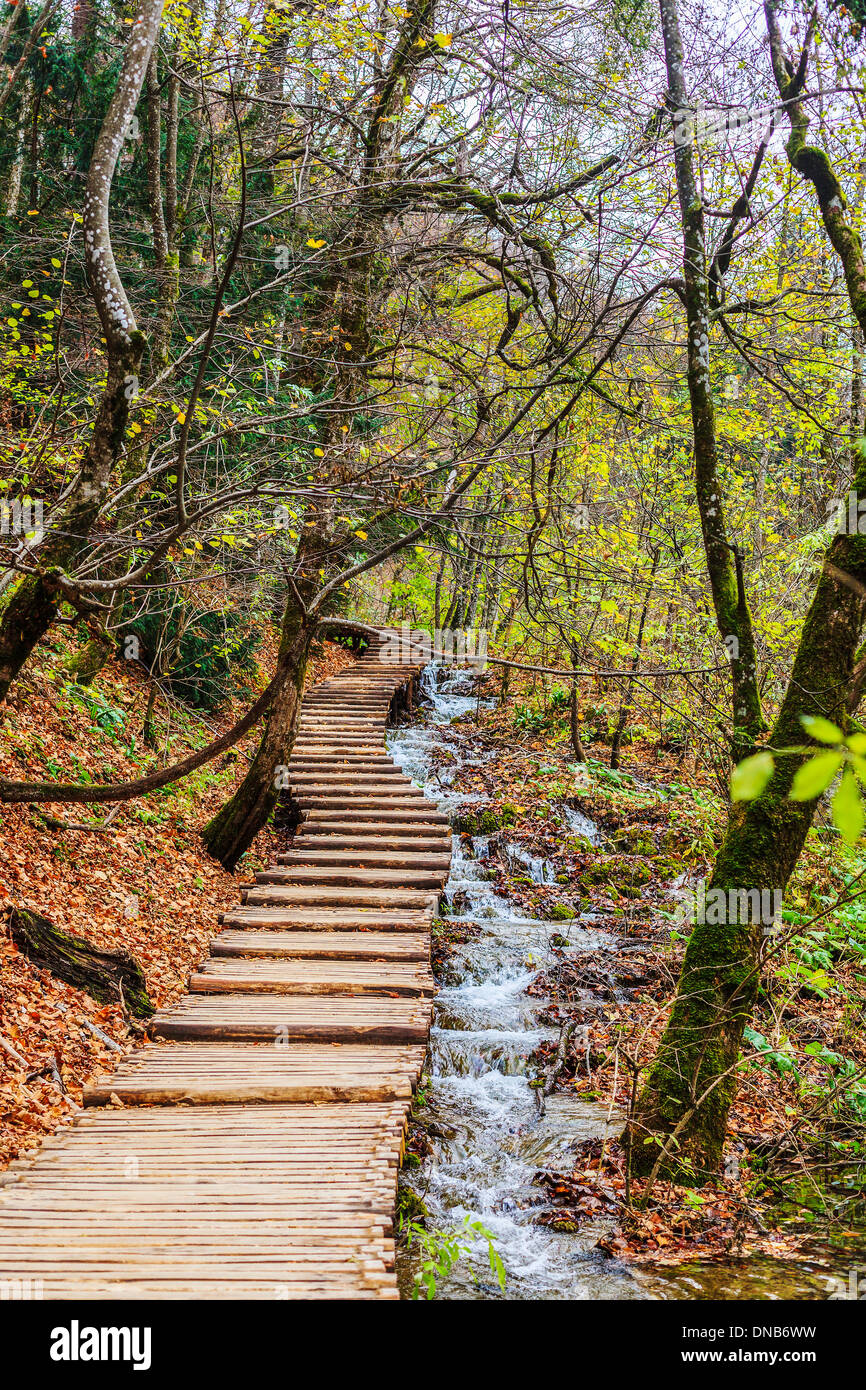 Wooden path through the forest with brook Stock Photo - Alamy