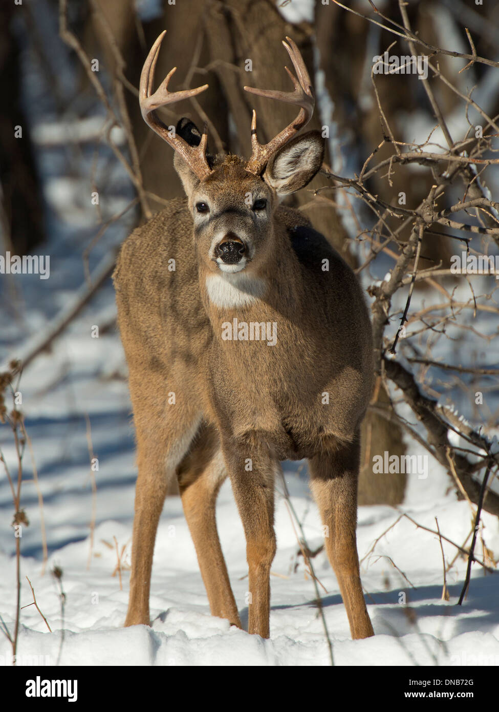 Whitetail buck hi-res stock photography and images - Alamy