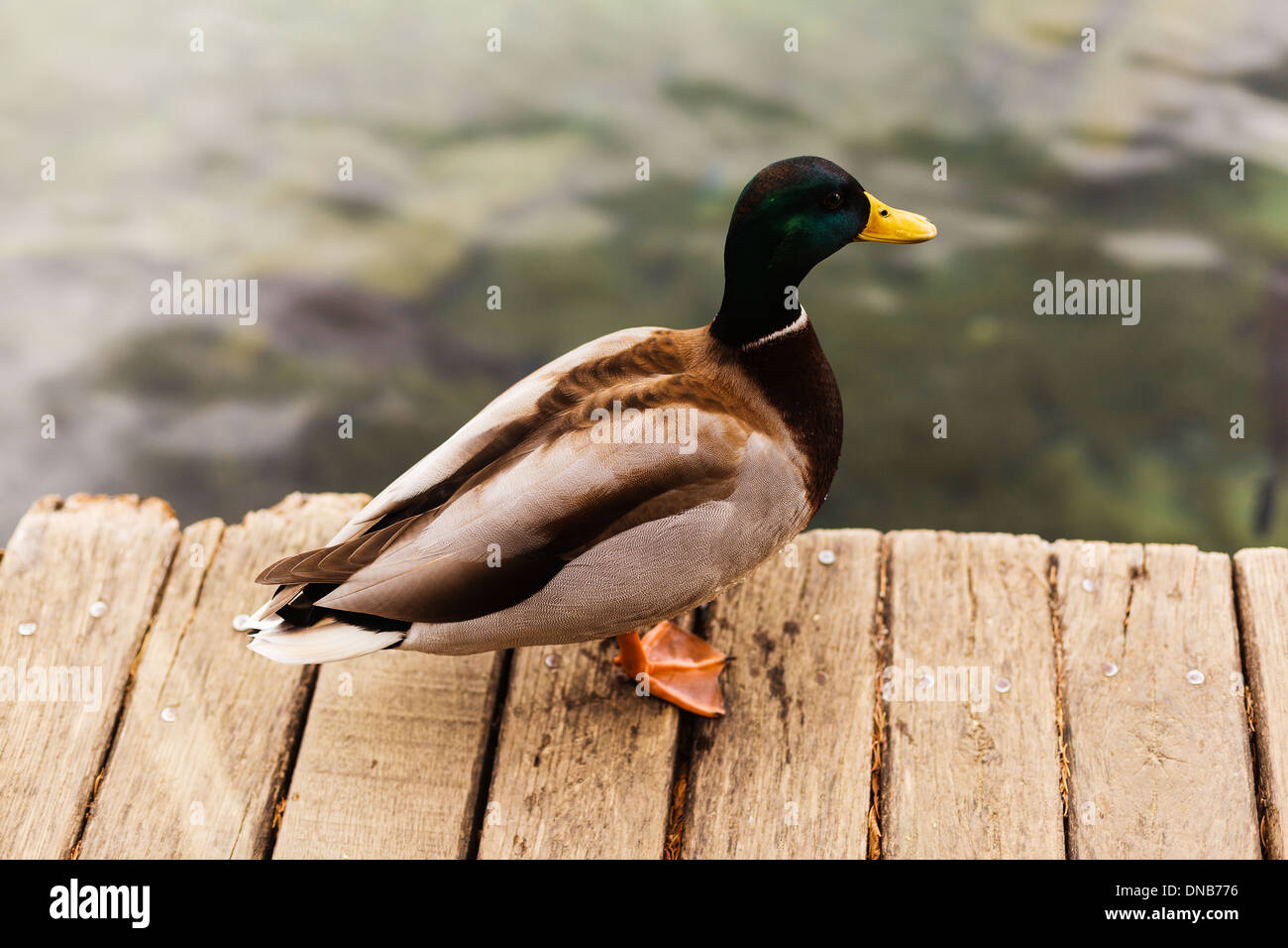 Duck out of water bird hi-res stock photography and images - Alamy