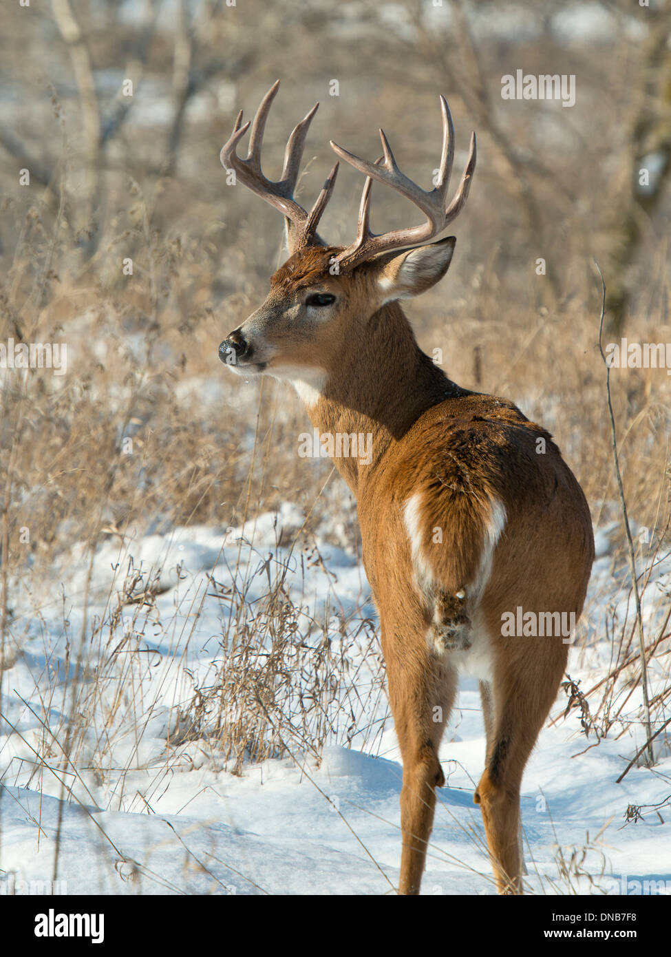Whitetail deer hi-res stock photography and images - Alamy