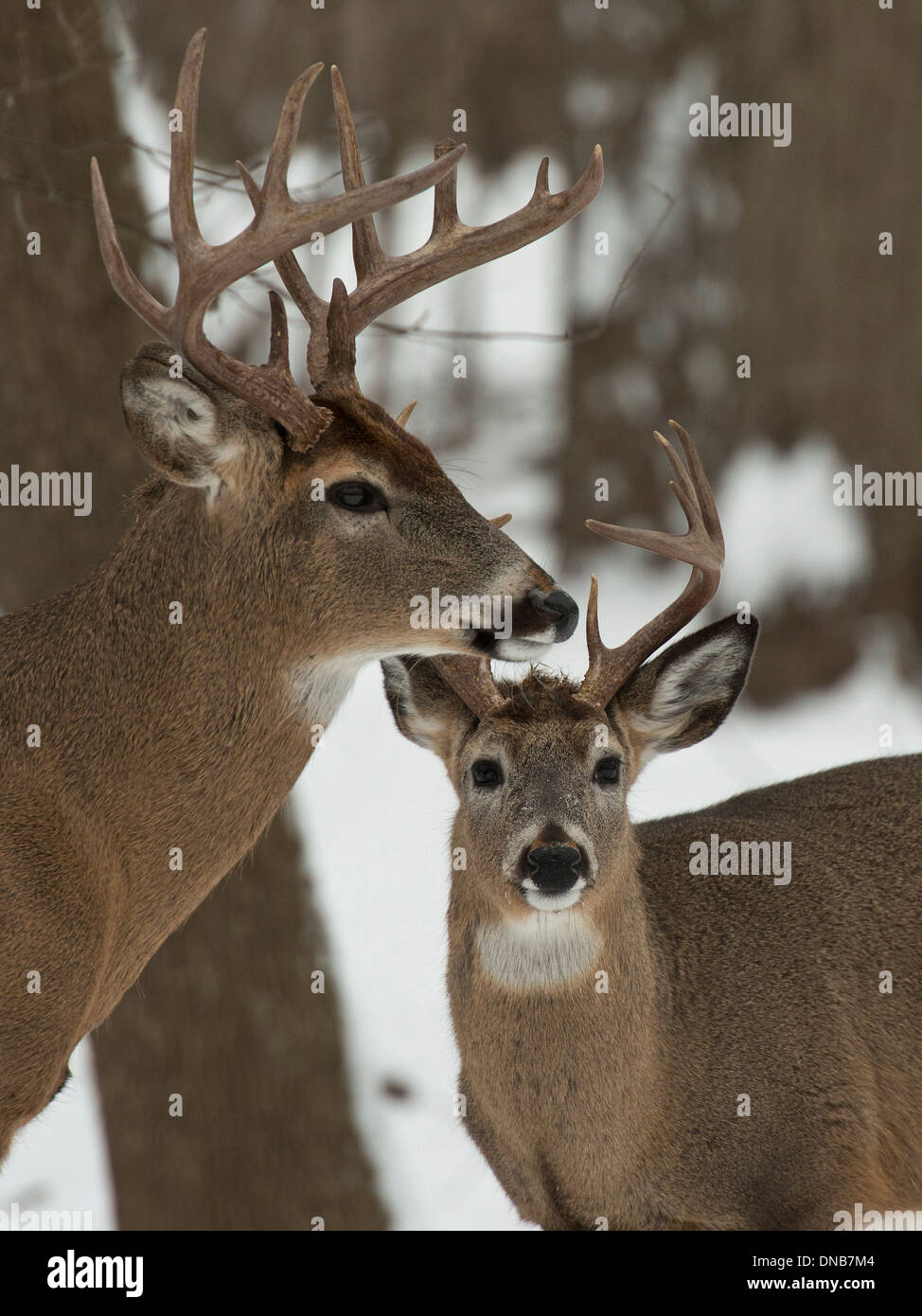 Whitetailed bucks hi-res stock photography and images - Alamy