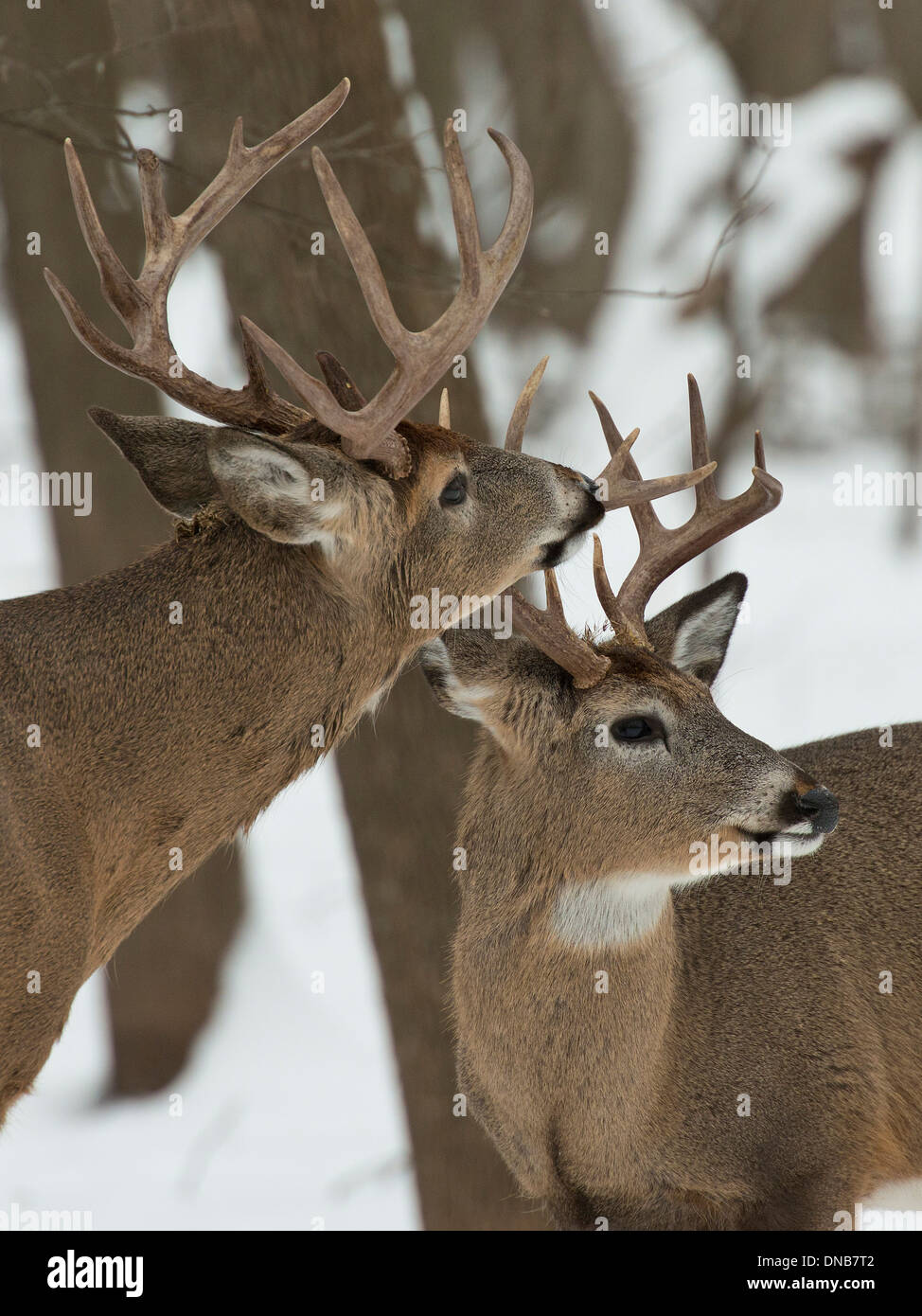 Whitetailed bucks hi-res stock photography and images - Alamy