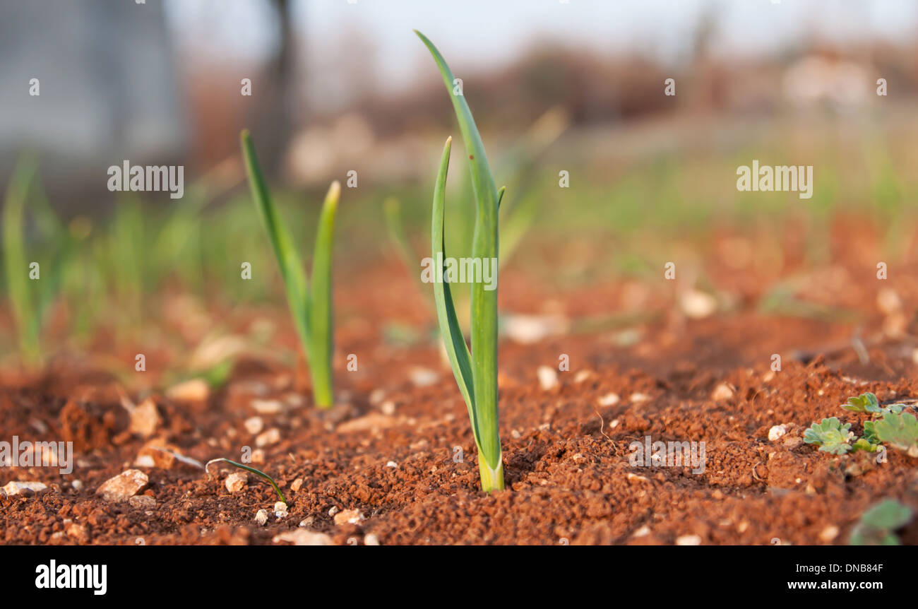 young healthy shoots of garlic in the garden Stock Photo - Alamy