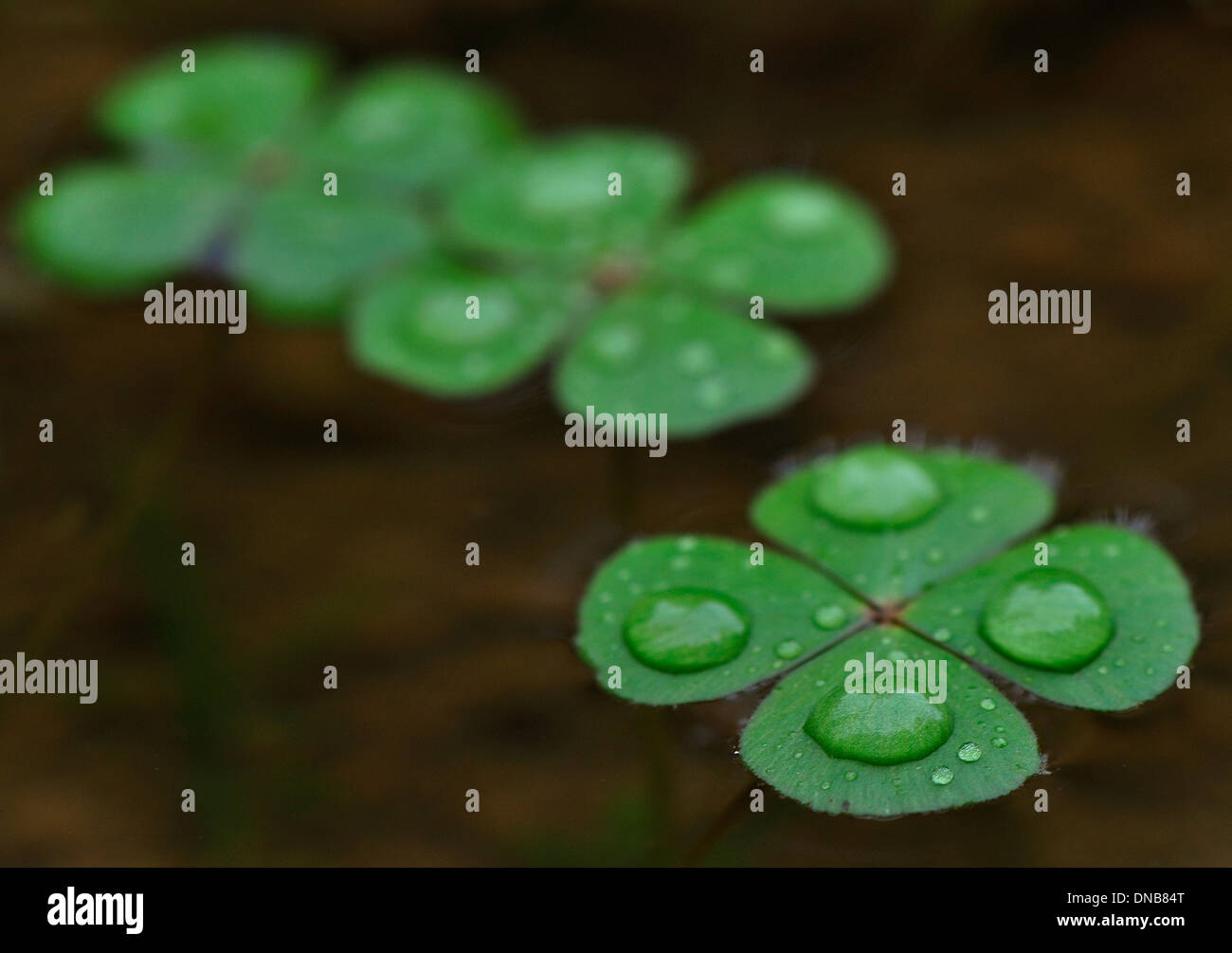 Float pattern hi-res stock photography and images - Alamy