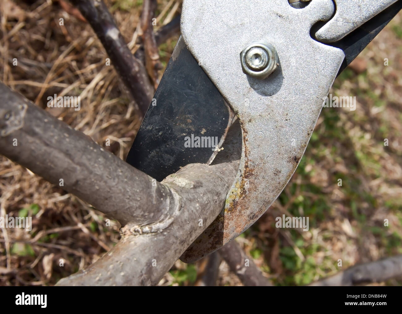 cutting tree with clippers in the garden Stock Photo - Alamy
