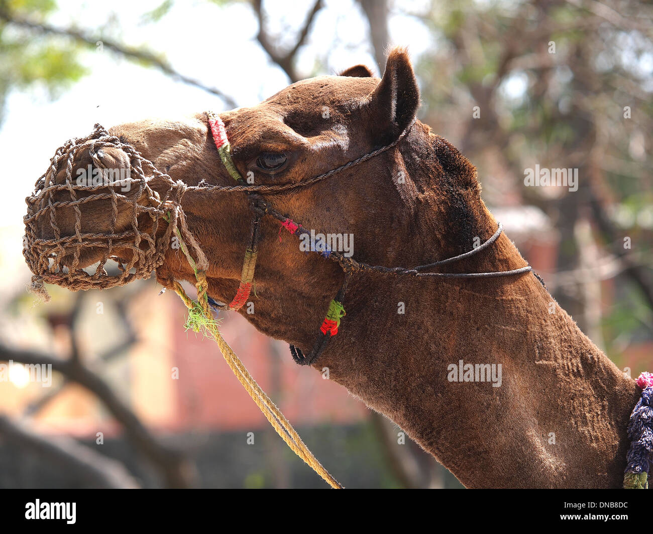 Profile of camel hi-res stock photography and images - Alamy
