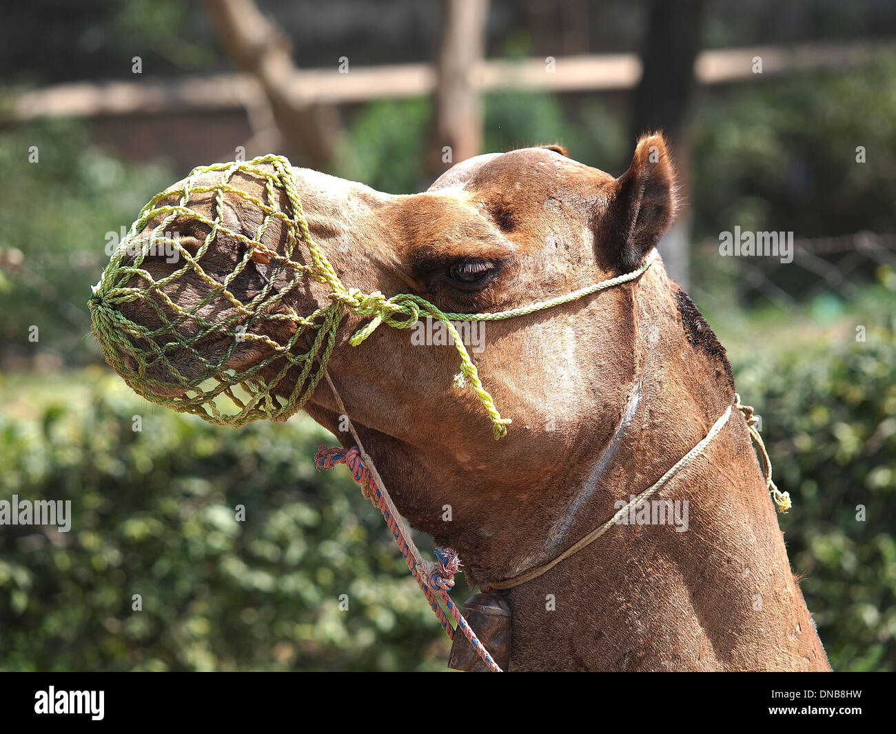 camel face profile with decorative bridle in Agra, India Stock Photo ...