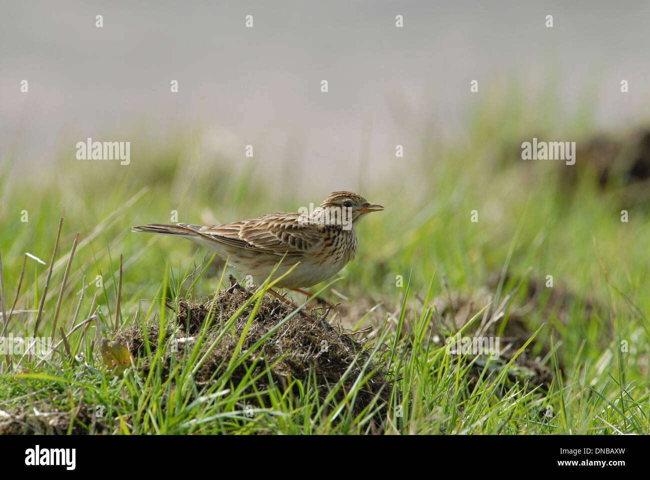 Small grassy mound hi-res stock photography and images - Alamy