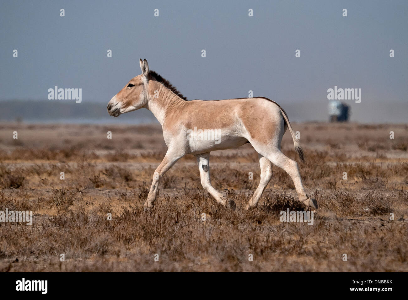 Indian wild ass (Equus hemionus khur) , at Wild Ass Sanctuary, Gujarat ...