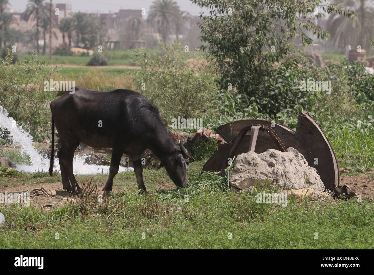 Plains buffalo illustration hi-res stock photography and images - Alamy