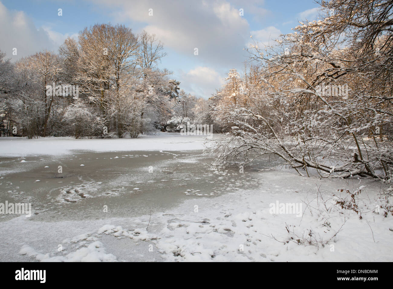 Frozen Pond, Ashtead Park, Surrey Stock Photo - Alamy