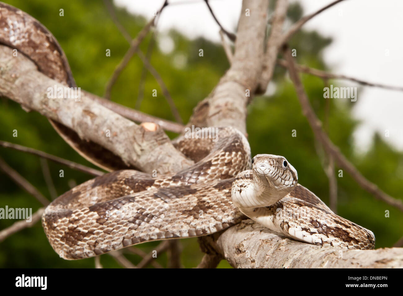 Ratsnake hi-res stock photography and images - Alamy