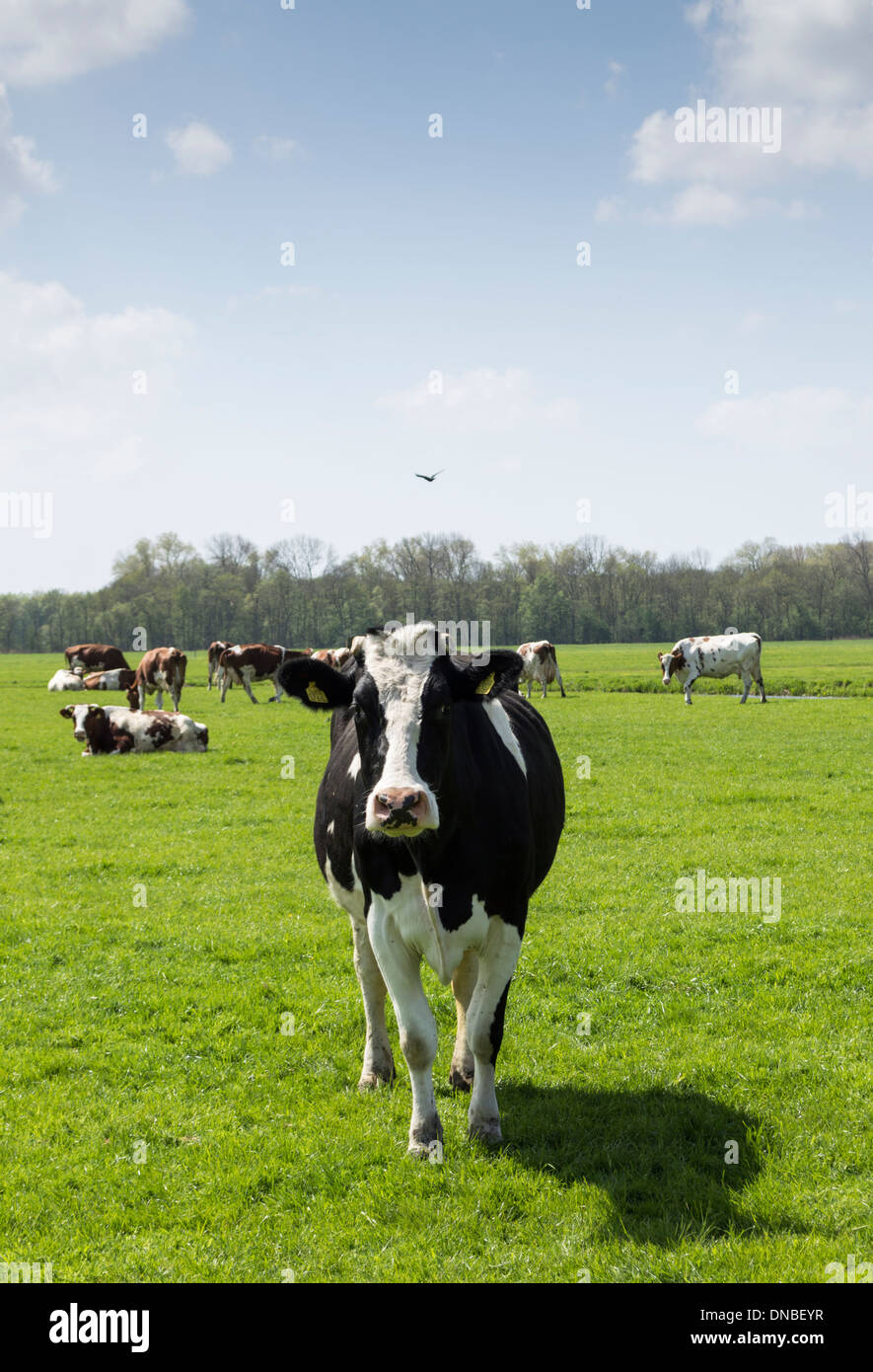 Farmers looking at camera hi-res stock photography and images - Alamy