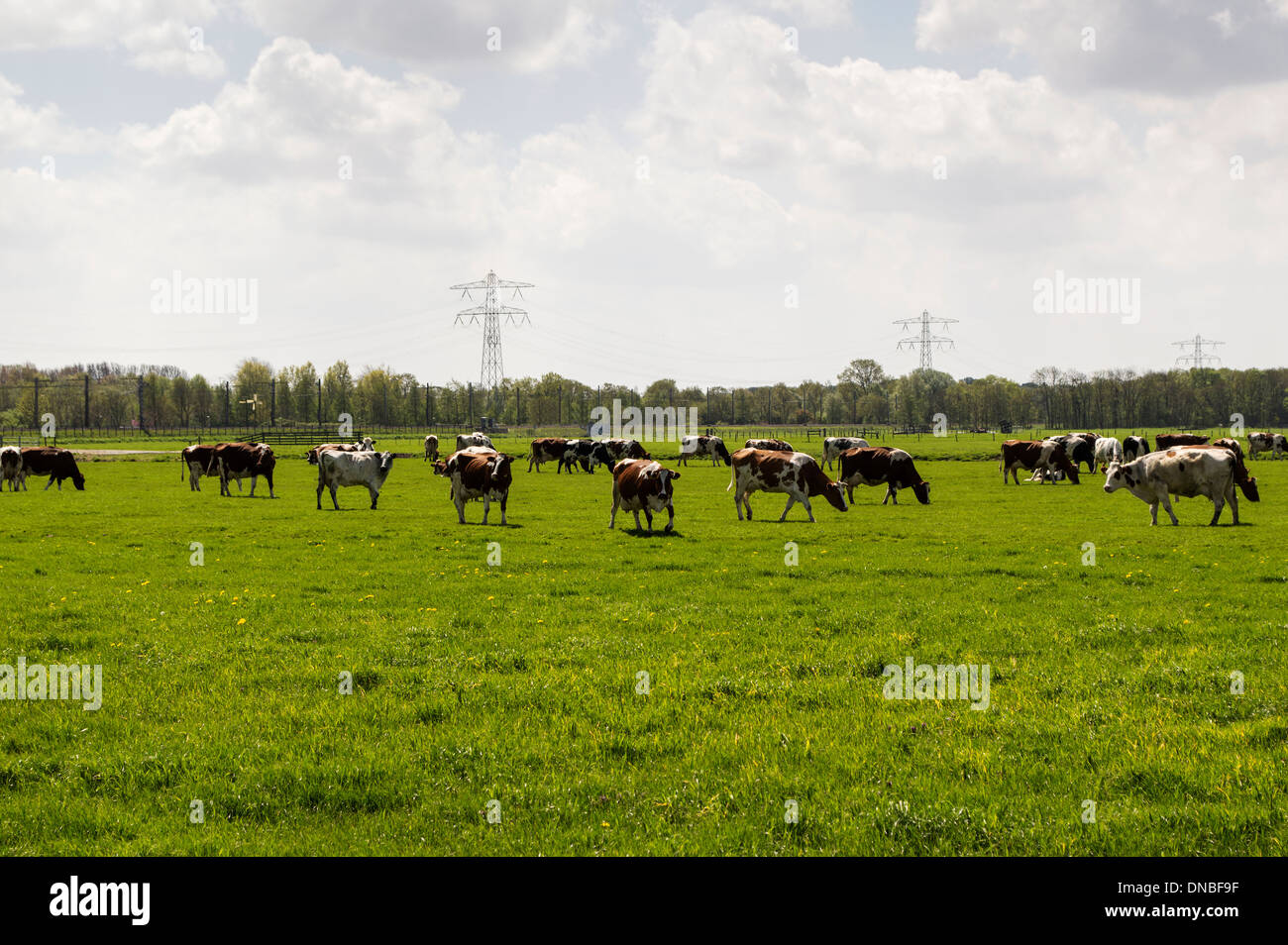 Holland cow hi-res stock photography and images - Alamy