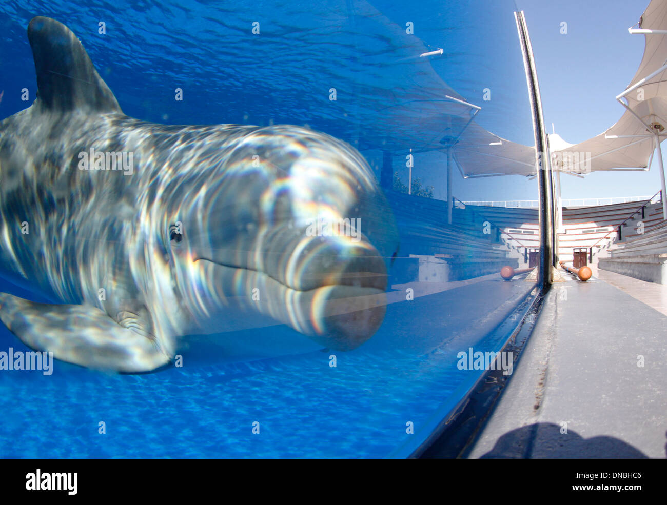 Dolphins seen at a marine park in the island of Mallorca, Spain Stock ...