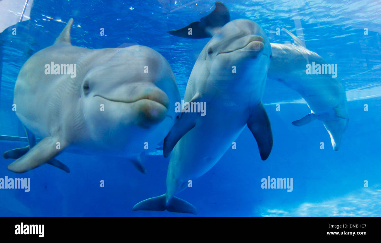 Dolphins seen at a marine park in the island of Mallorca, Spain Stock ...