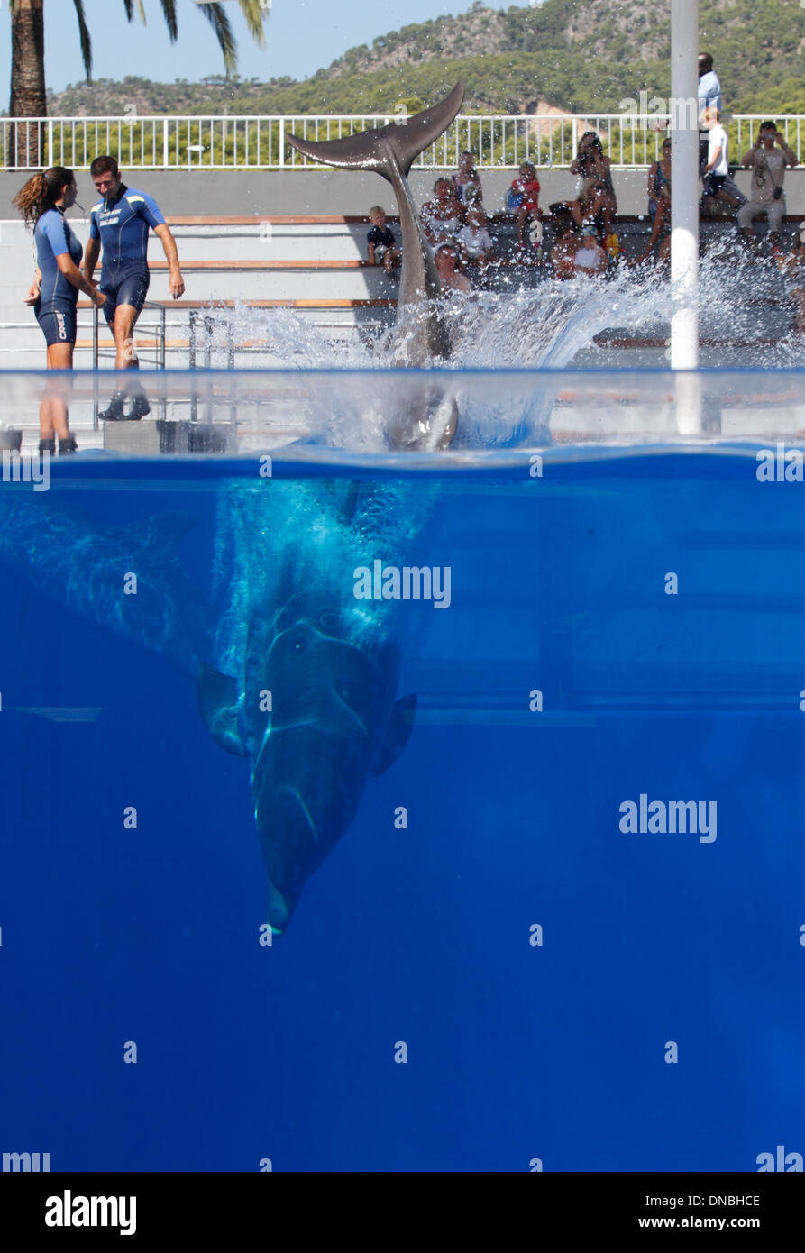 Dolphins seen at a marine park in the island of Mallorca, Spain Stock ...
