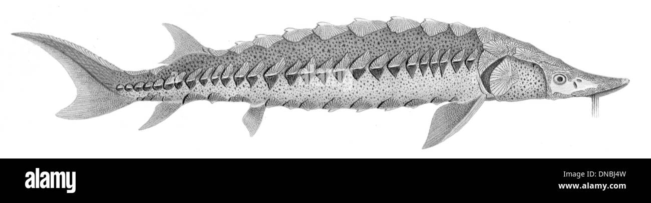 Acipenser oxyrinchus hi-res stock photography and images - Alamy