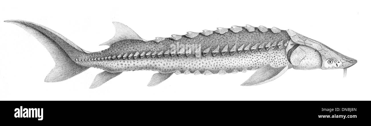 Pacific sturgeon hi-res stock photography and images - Alamy