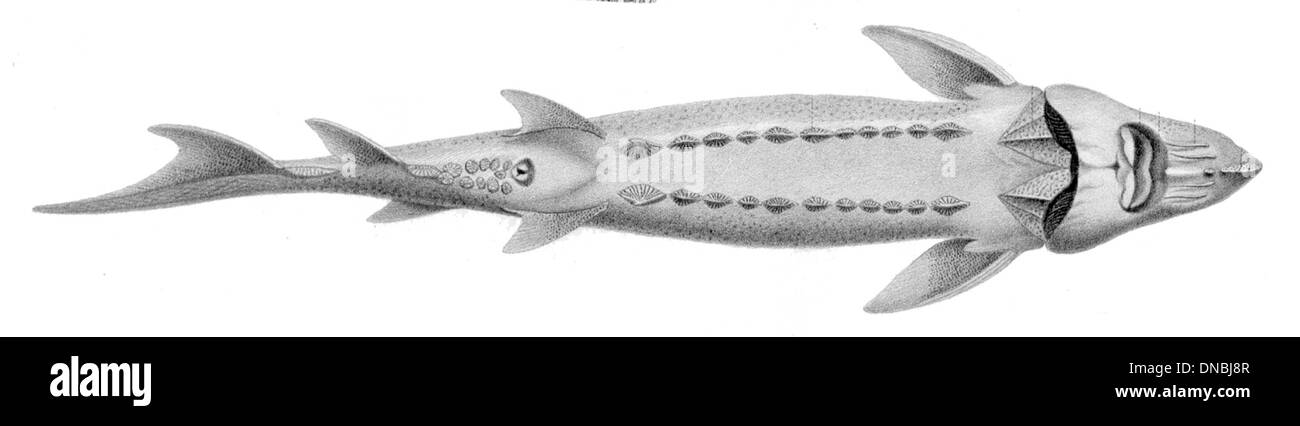 Acipenser transmontanus, commonly known as the white sturgeon, is a ...
