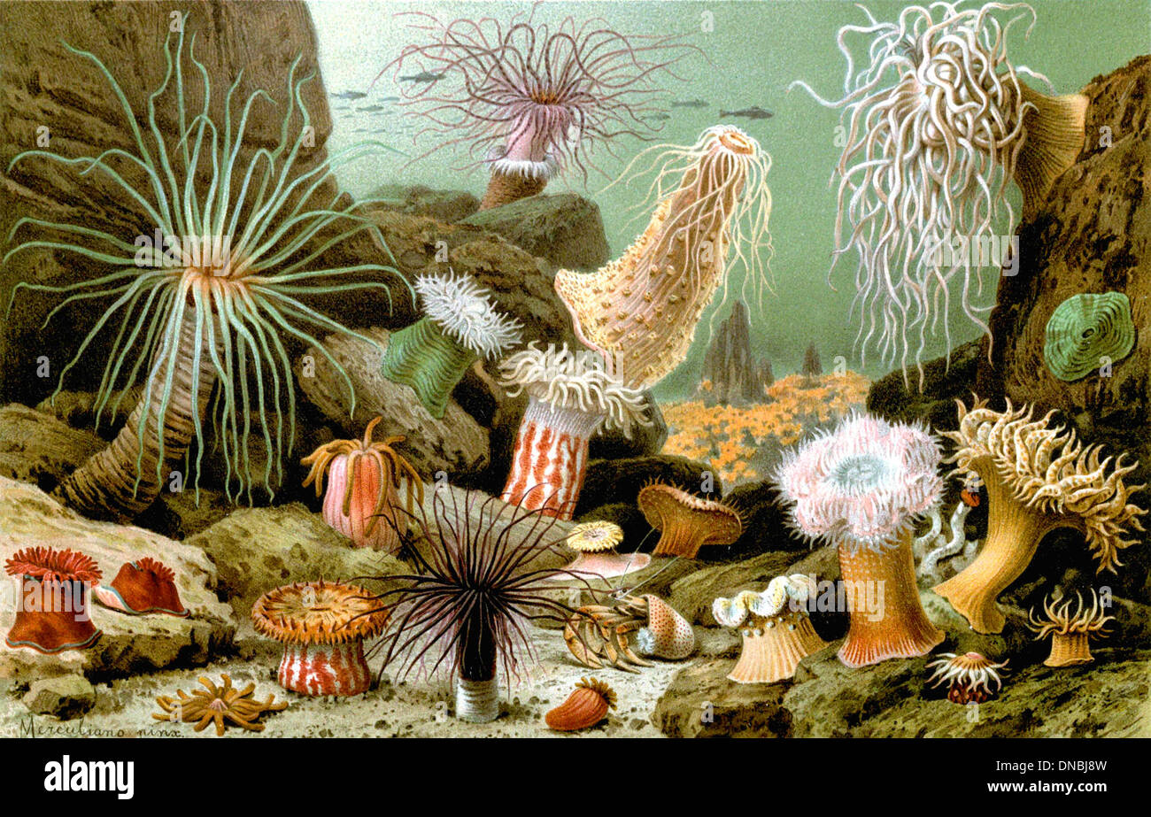 Marine symmetry hi-res stock photography and images - Alamy