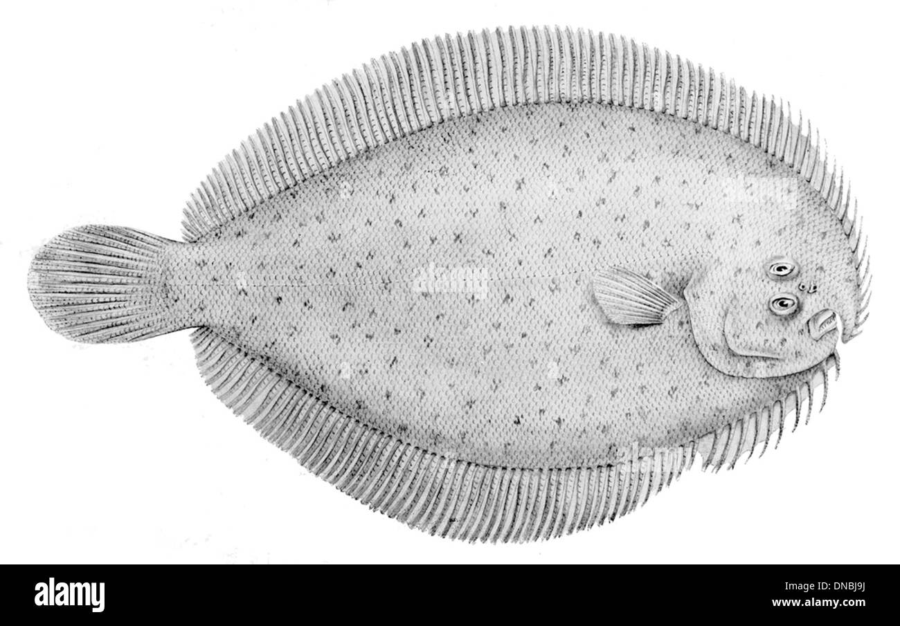 Large pectoral fins Black and White Stock Photos & Images - Alamy