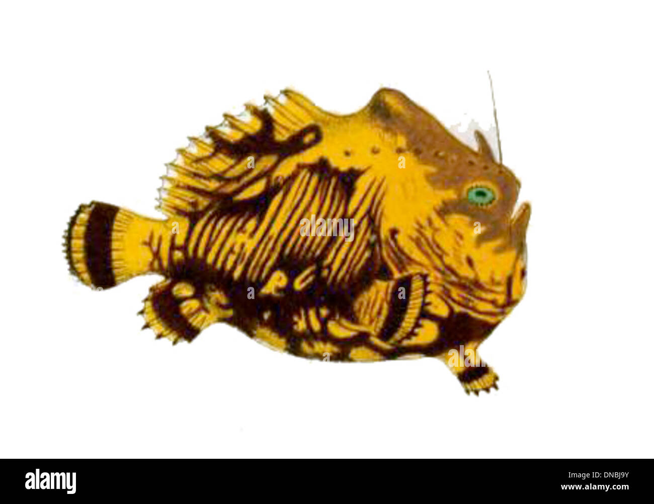 Leaf like fish hi-res stock photography and images - Alamy