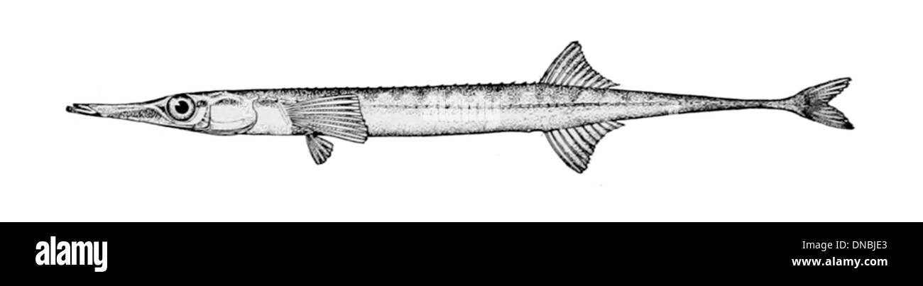 Yellowhead jaw fish hi-res stock photography and images - Alamy