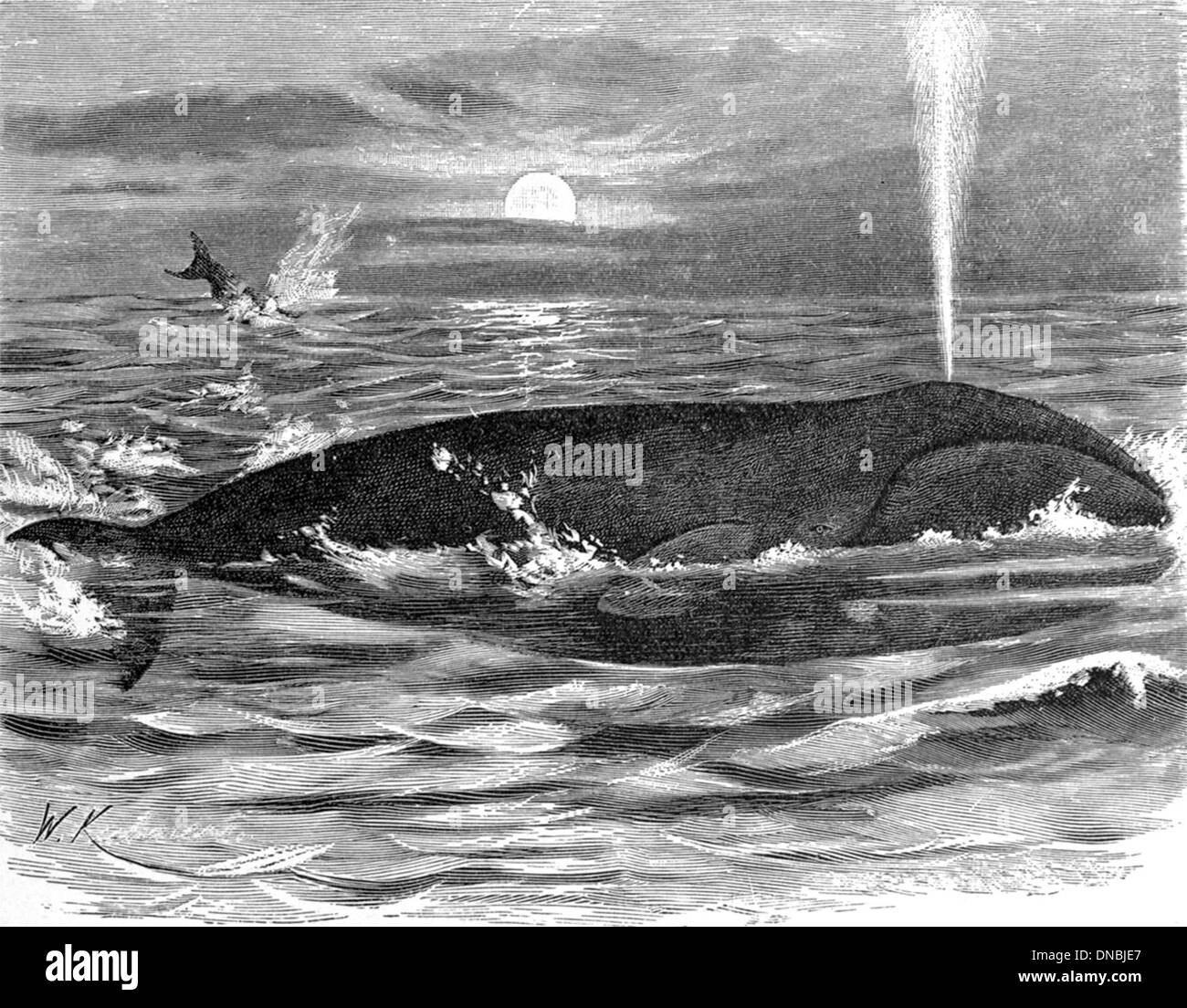 Bowhead whale arctic head Black and White Stock Photos & Images - Alamy