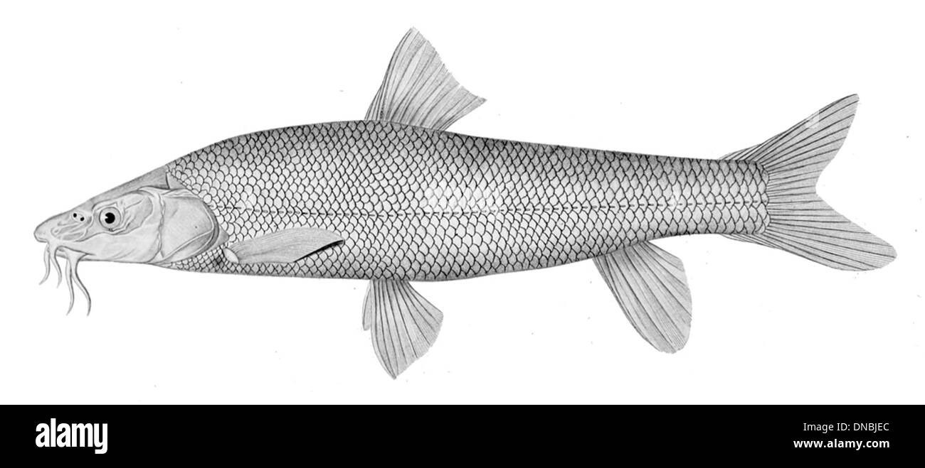 Barbed fish Black and White Stock Photos & Images - Alamy