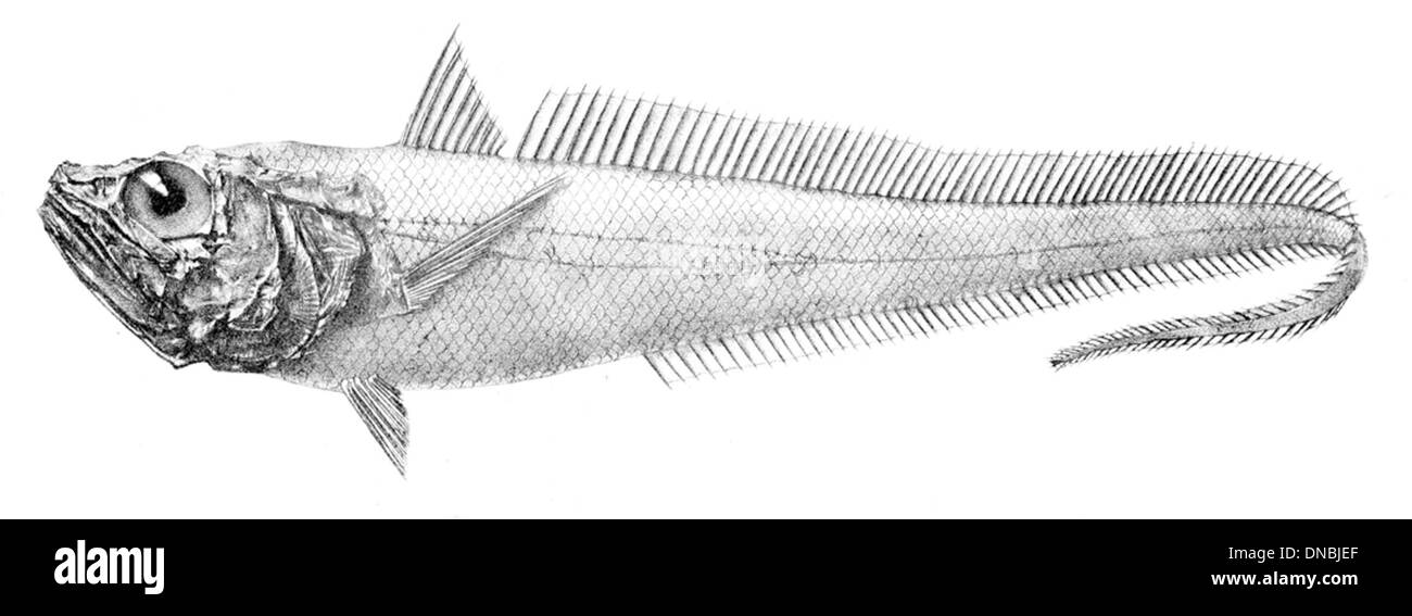 Bathygadus melanobranchus hi-res stock photography and images - Alamy