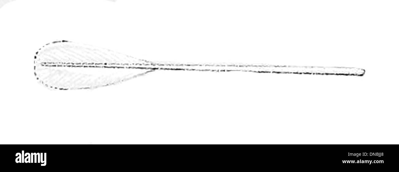 Bathyteuthis abyssicola hi-res stock photography and images - Alamy