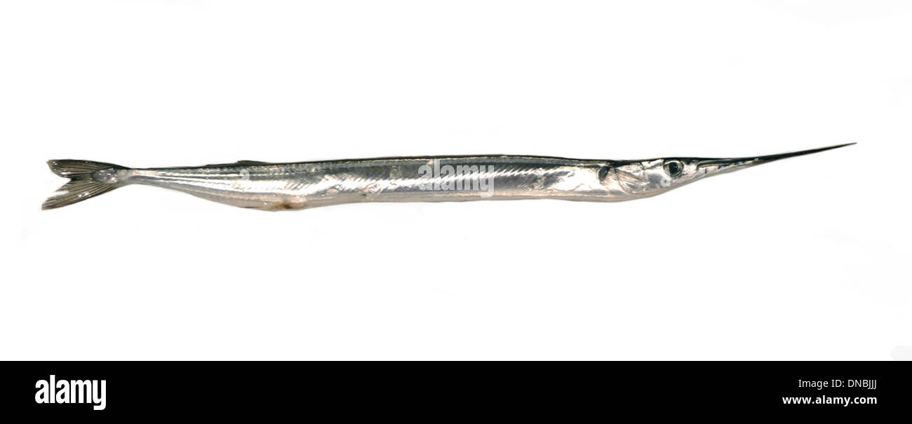 Slender garfish hi-res stock photography and images - Alamy