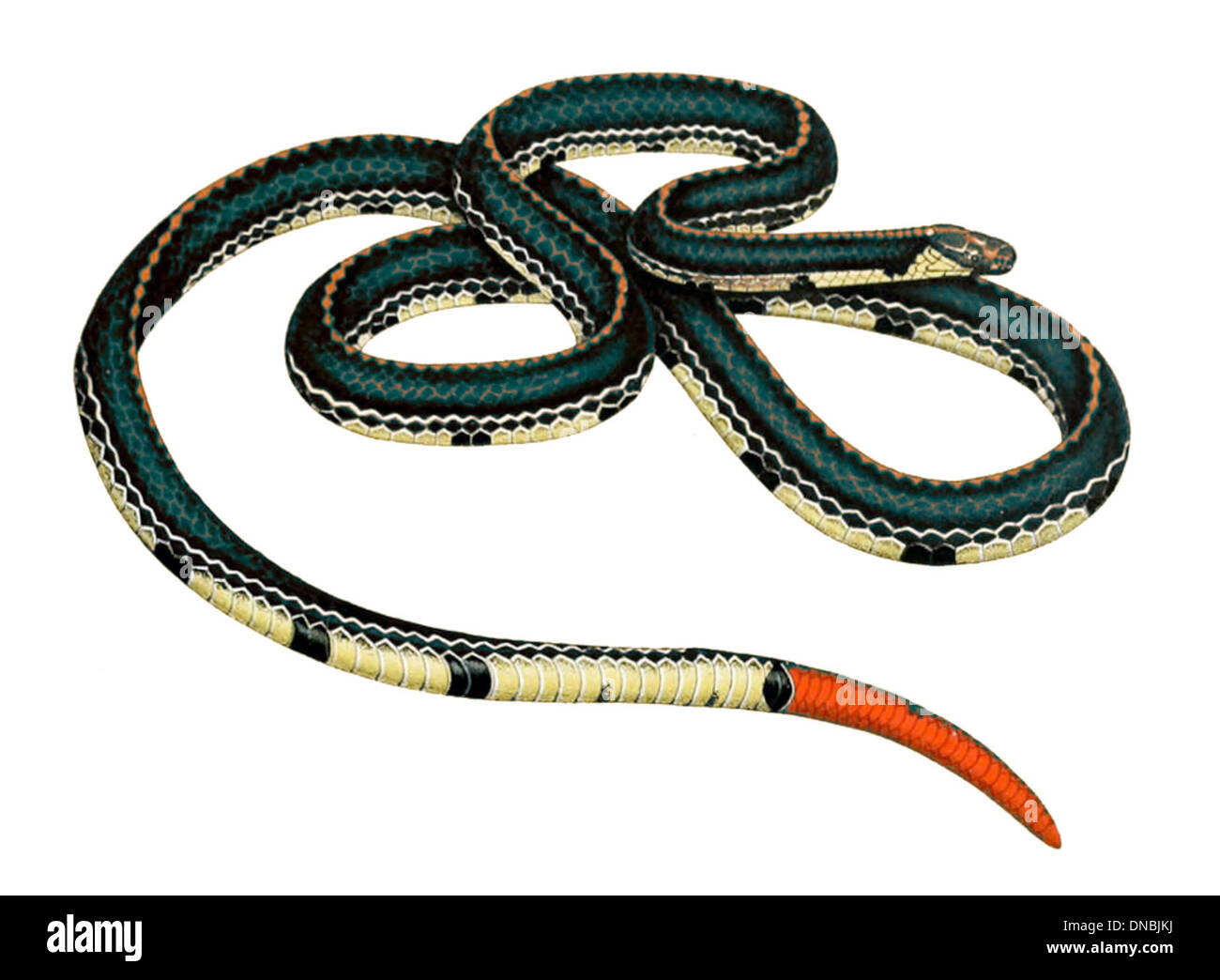 Venomous snakes asia Cut Out Stock Images & Pictures - Alamy