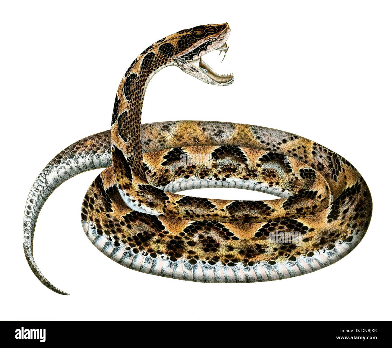 Pit viper snake forest Cut Out Stock Images & Pictures - Alamy