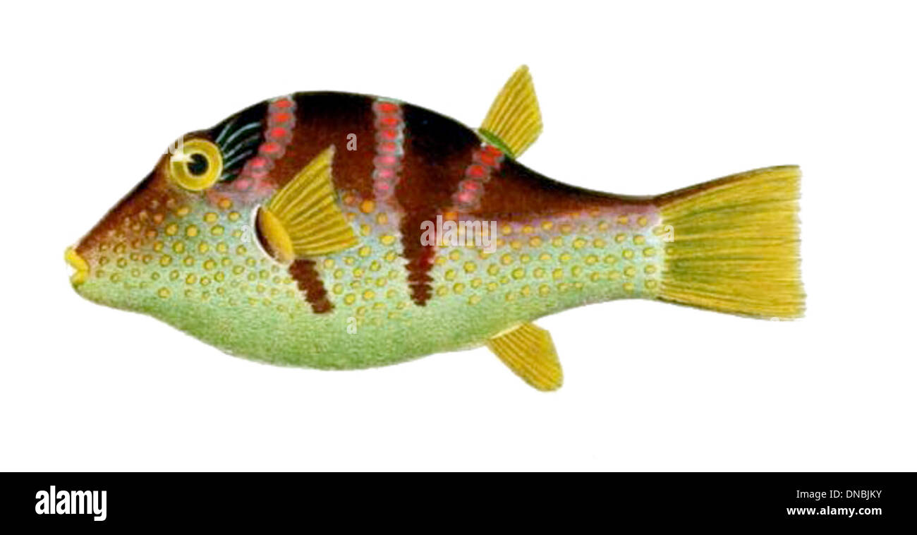 Pufferfish species hi-res stock photography and images - Alamy