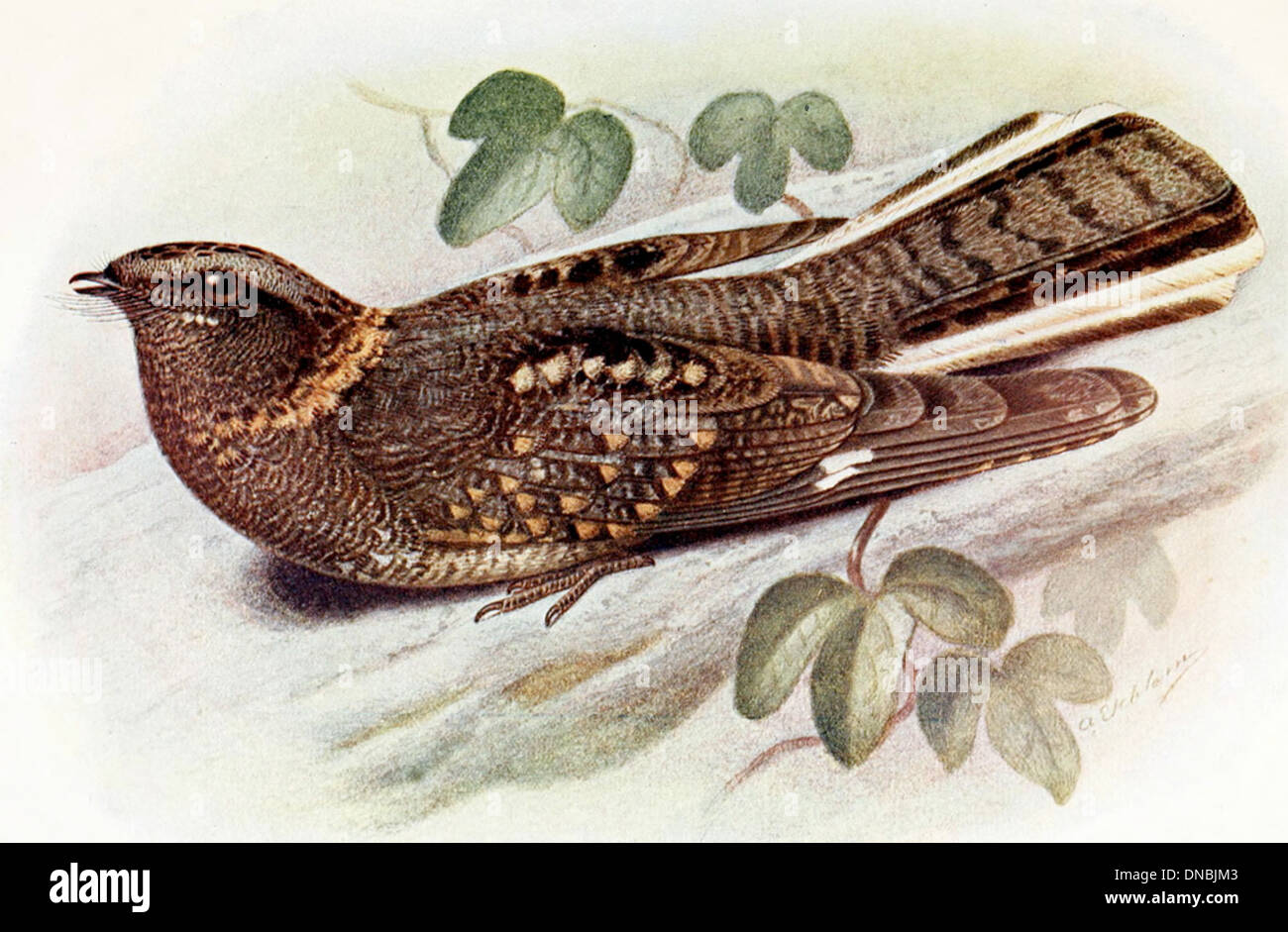 Caprimulgus hi-res stock photography and images - Alamy