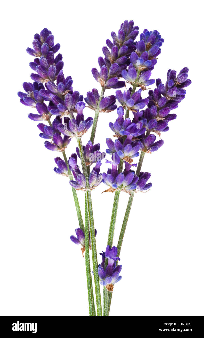lavender flowers isolated on white Stock Photo - Alamy