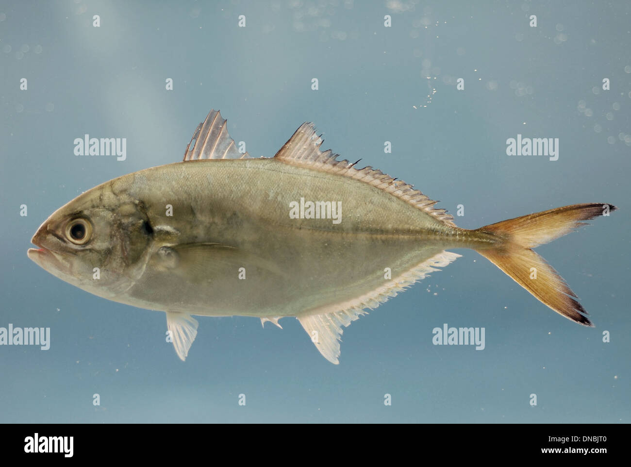 Blue runner caranx crysos hi-res stock photography and images - Alamy