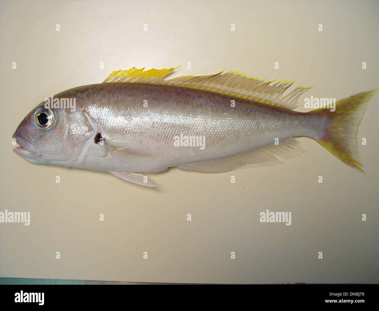 Caulolatilus hi-res stock photography and images - Alamy