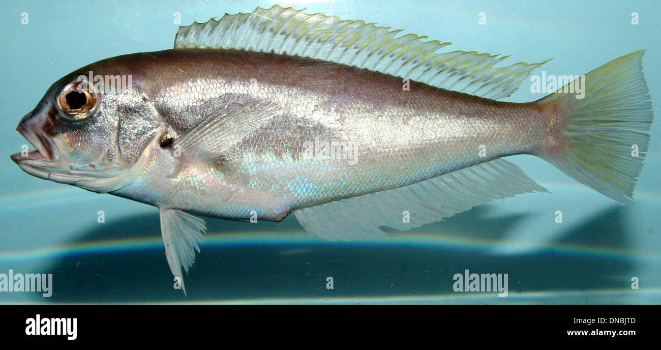 Caulolatilus hi-res stock photography and images - Alamy
