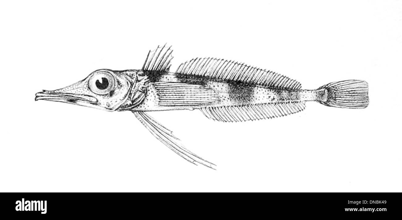 Wilsoni hi-res stock photography and images - Alamy