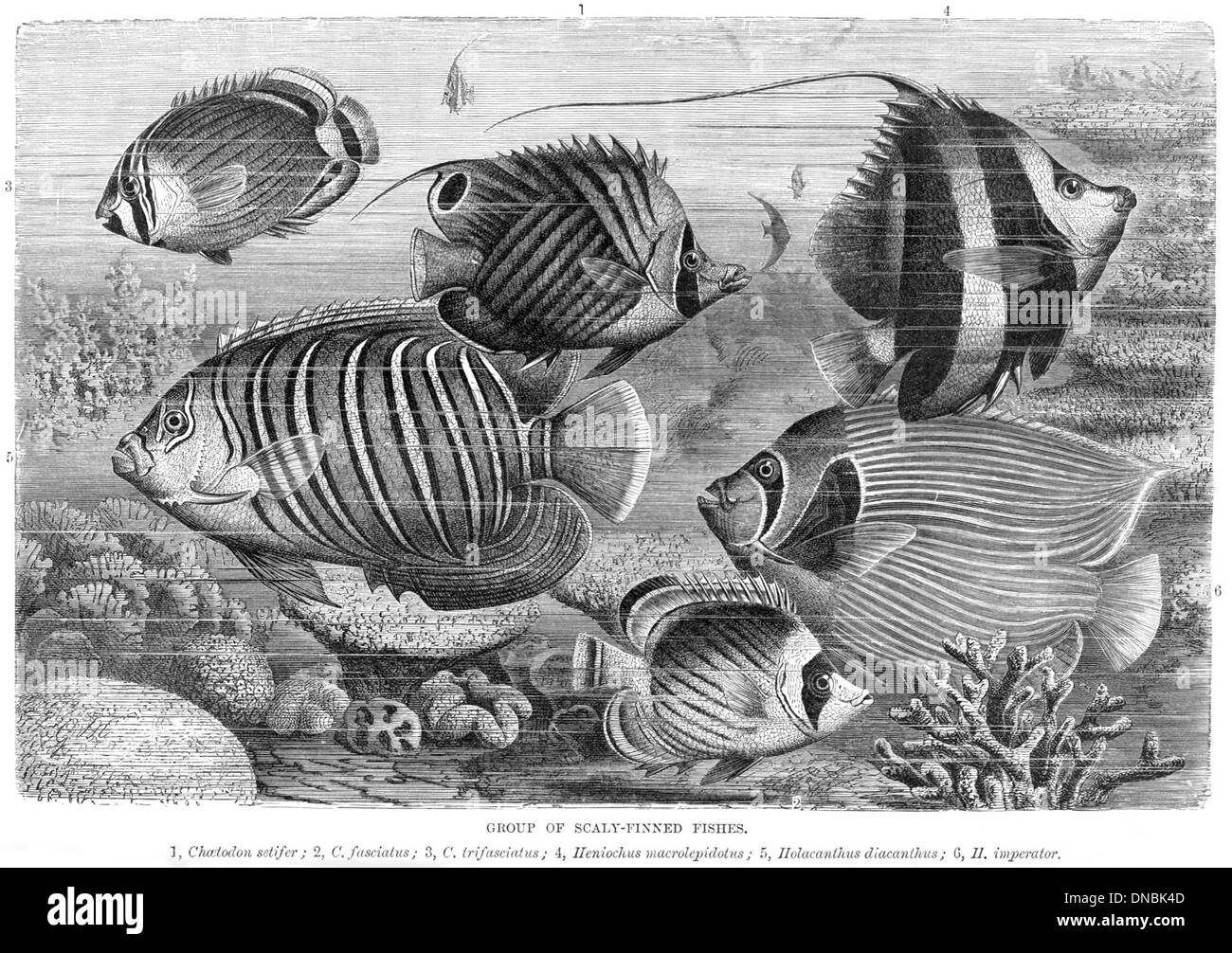 Chaetodontidae, commonly known as butterflyfish, is a family of marine ...