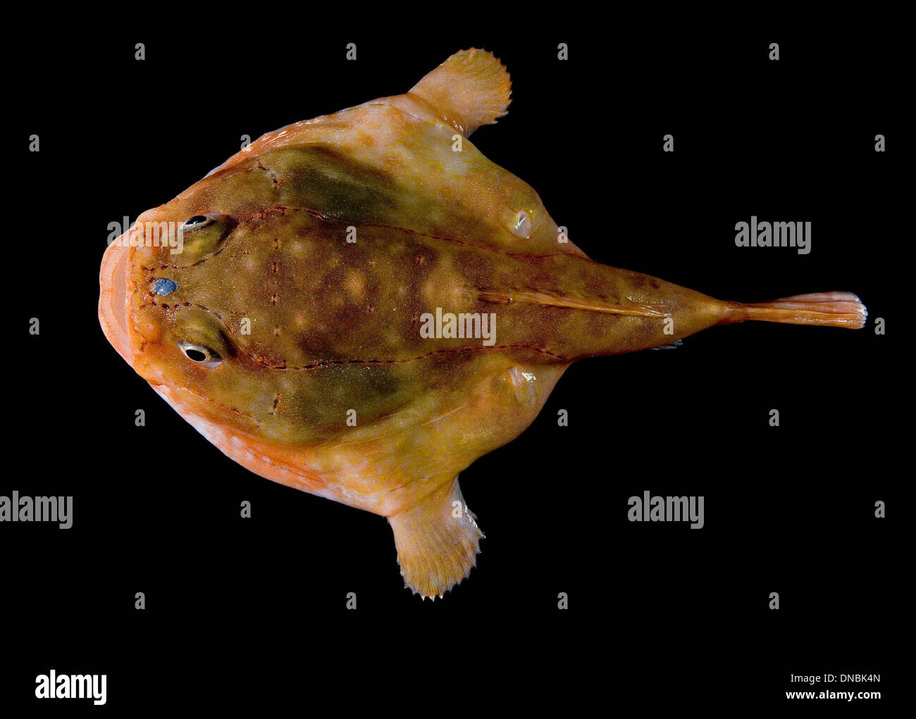 Chaunax stigmaeus, known for its unique body structure, is a deep-sea ...