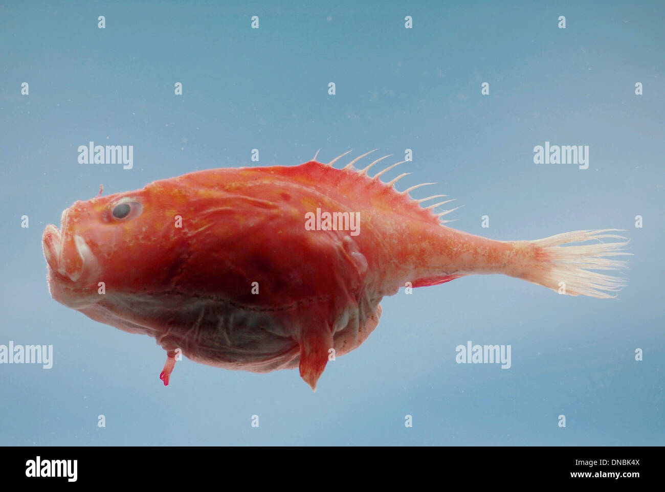Deep sea batfish hi-res stock photography and images - Alamy