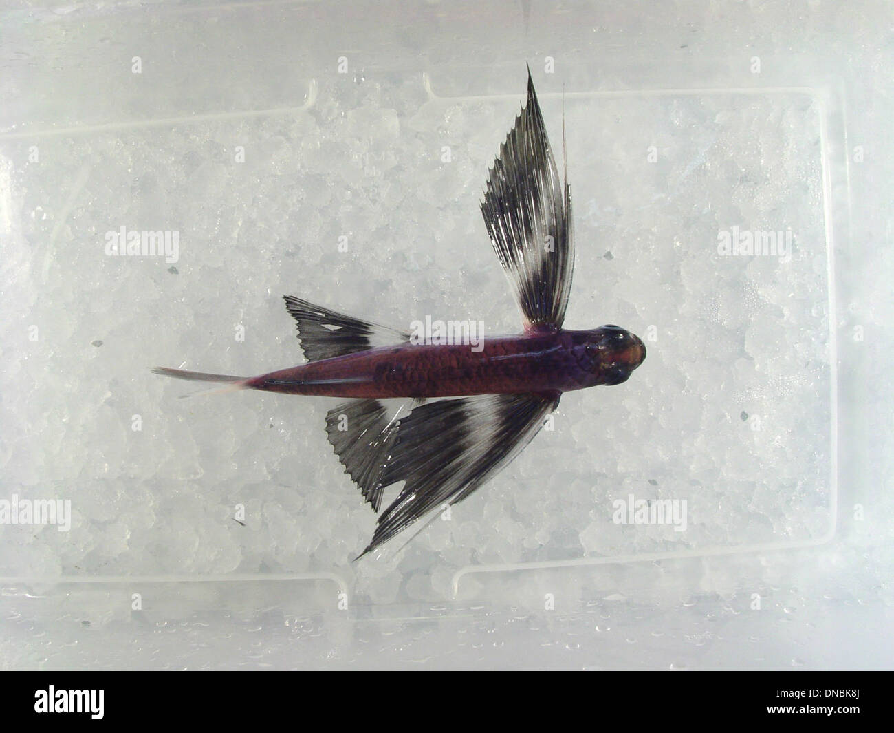 Cheilopogon exsiliens hi-res stock photography and images - Alamy